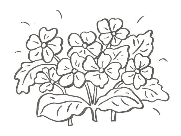 Guia de flores en dibujo - Imagui Guia de flores en dibujo - Imagui