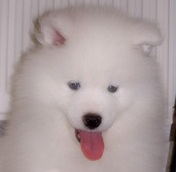 Perro samoyedo bebés - Imagui