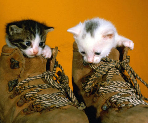 Gatos con botas bebé - Imagui