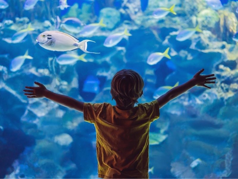 Los 8 acuarios más espectaculares de España para visitar con niños