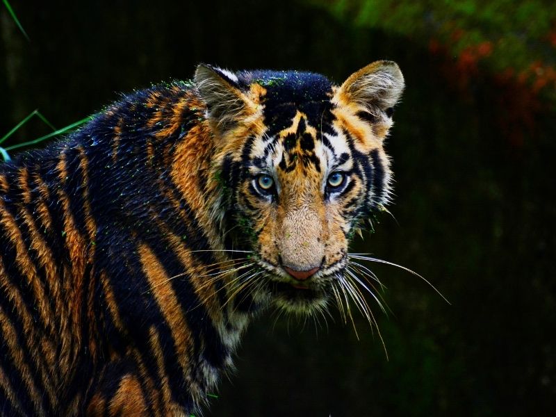 Ingl s Para Adolescentes 10 Interesting Facts About Endangered Species ingl-s-para-adolescentes-10-interesting-facts-about-endangered-species